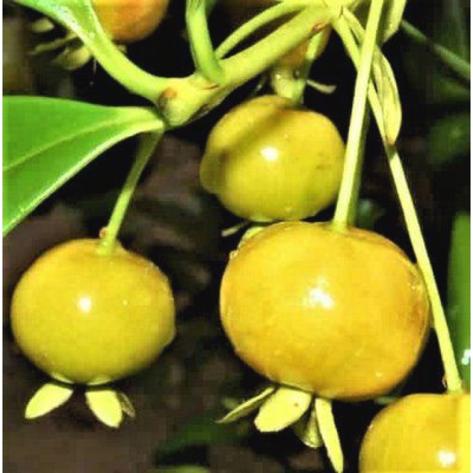 GRUMIXAMA AMARELA - Eugenia brasiliensis | Flora Rara