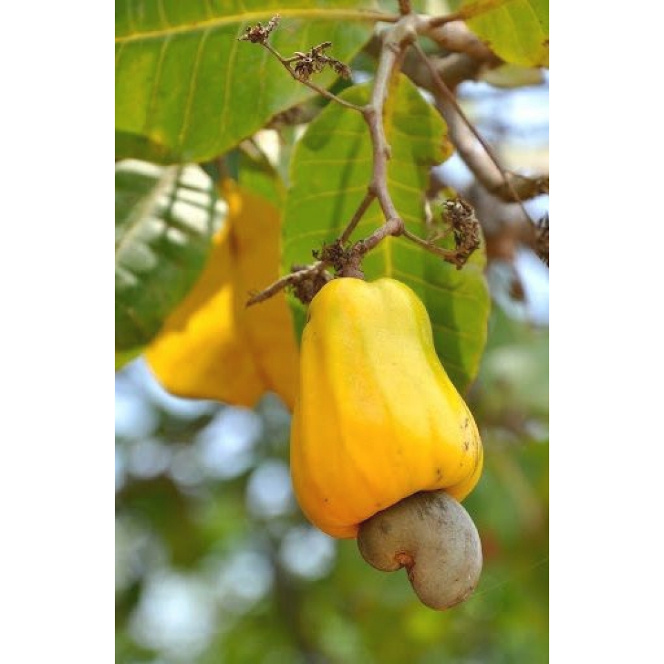 Caju Amarelo - Anacardium occidentale | Flora Rara