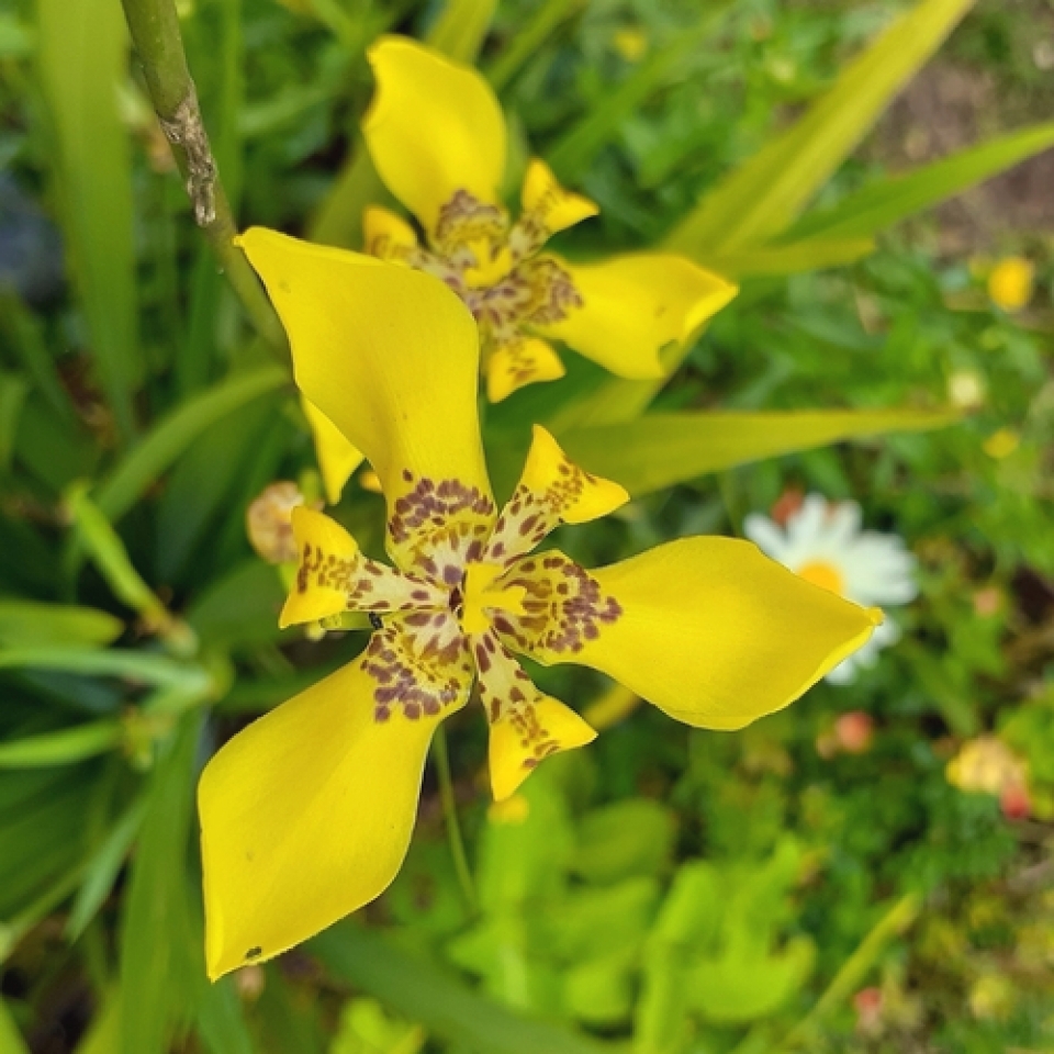 ÍRIS AMARELO -Trimezia fosteriana | Flora Rara